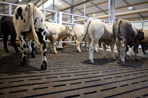 Cow Mats – Cookstown Dairy Services